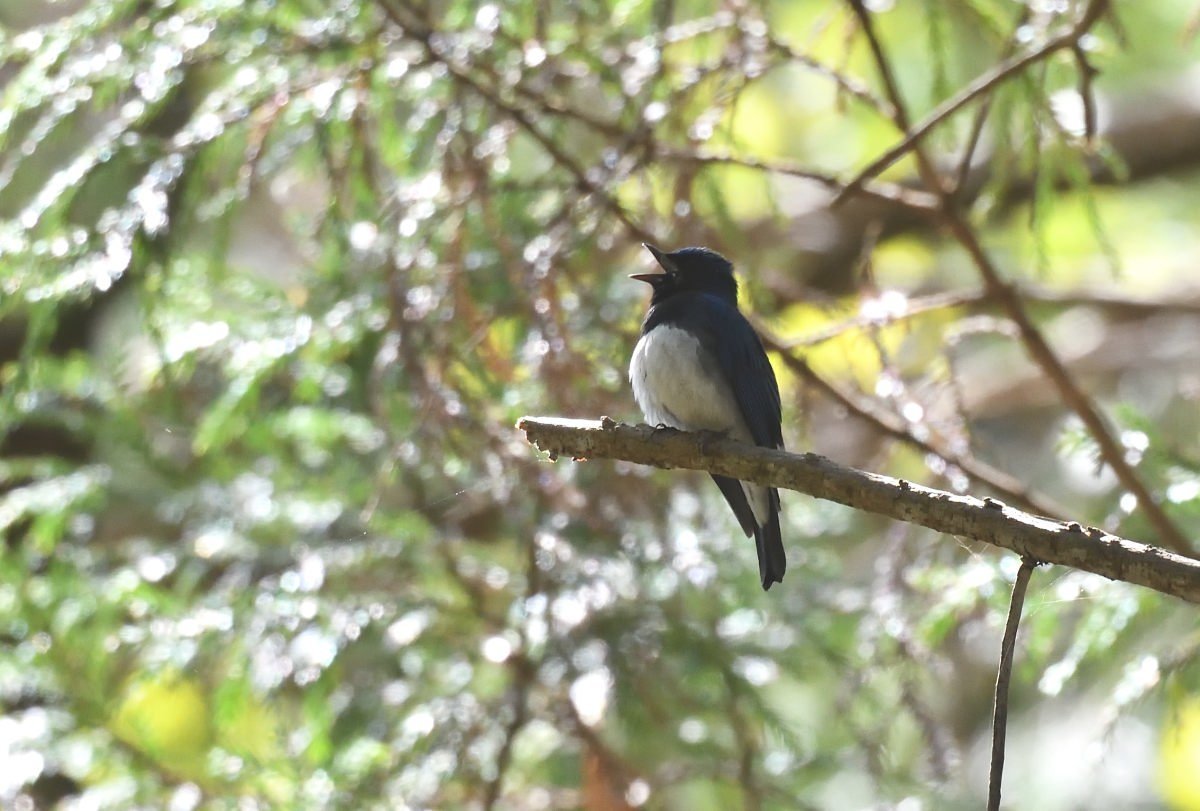 キビタキ、オオルリ、ソウシチョウなど: とりあえず鳥でも