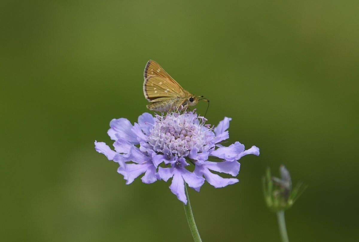 8月の高原で蝶や花など: とりあえず鳥でも
