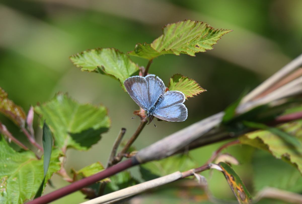4月中旬以降の蝶: とりあえず鳥でも
