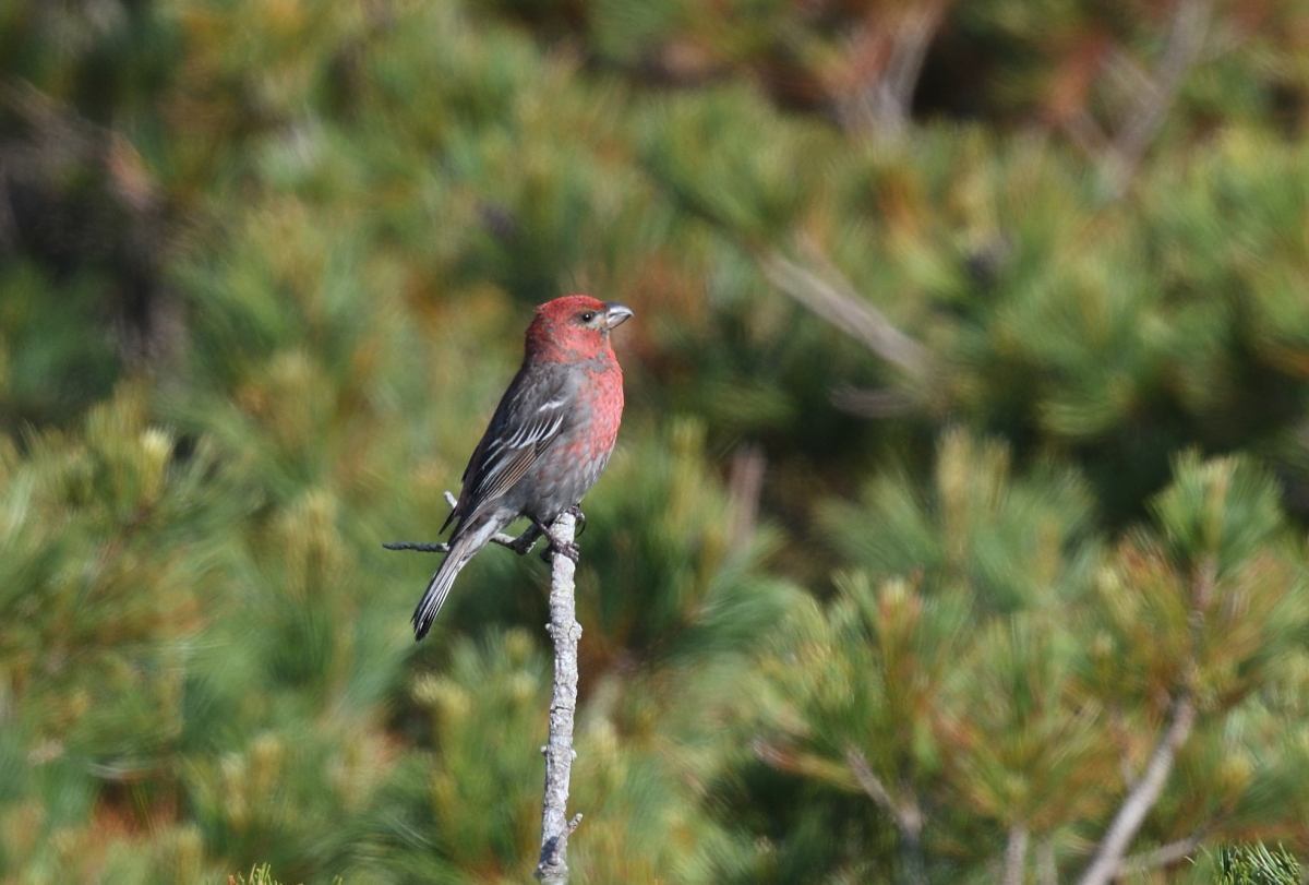 道東で海の鳥やクマゲラ、真っ赤なギンザンマシコなど: とりあえず鳥でも