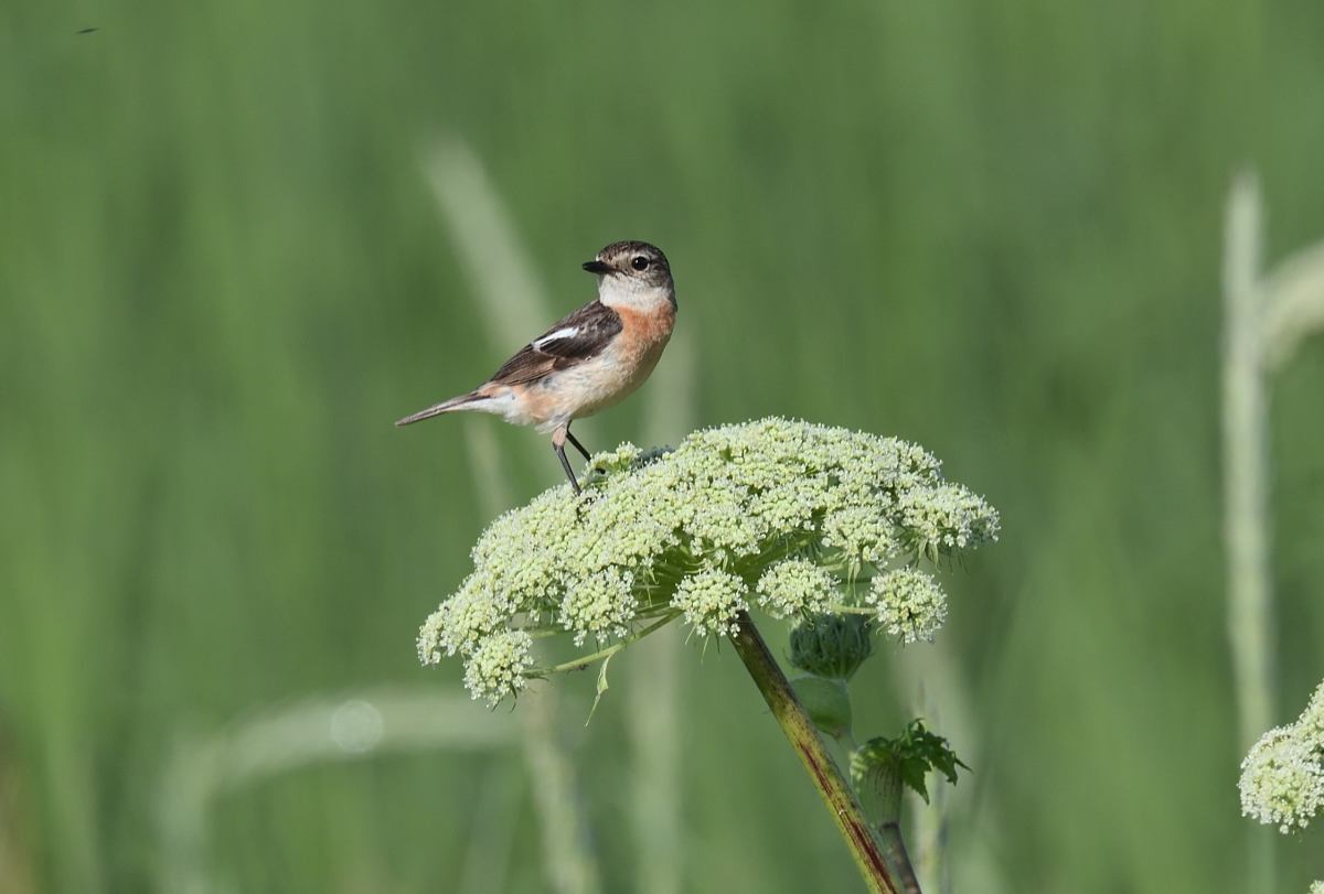 シマセンニュウ、コヨシキリほか原生花園の野鳥達: とりあえず鳥でも