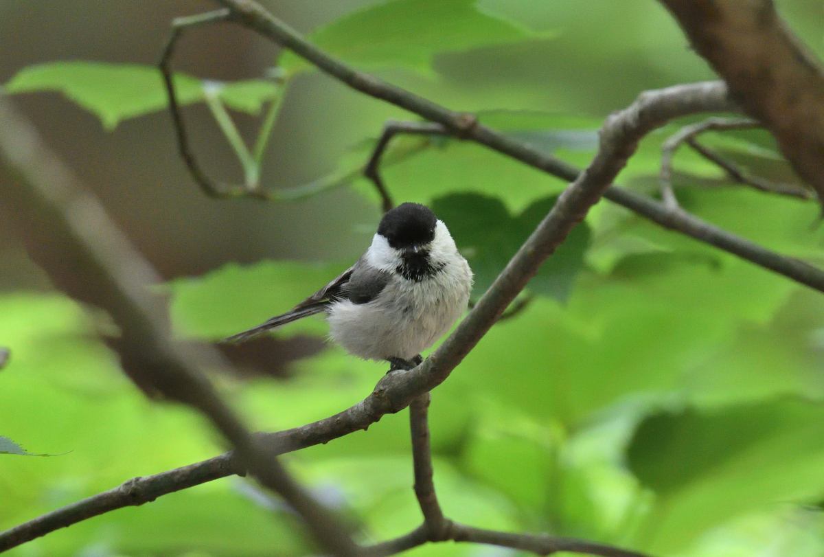 ミソサザイ、トラツグミ、ゴジュウカラなど: とりあえず鳥でも