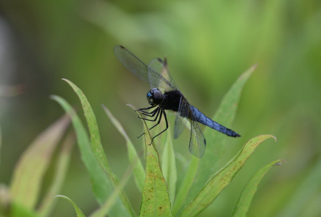 6月上旬頃の蝶やトンボなど: とりあえず鳥でも