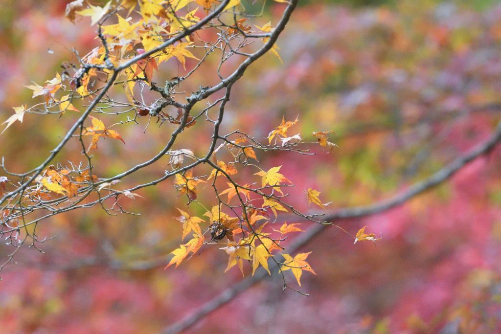 ミヤマホオジロ、オシドリ、タゲリなど: とりあえず鳥でも