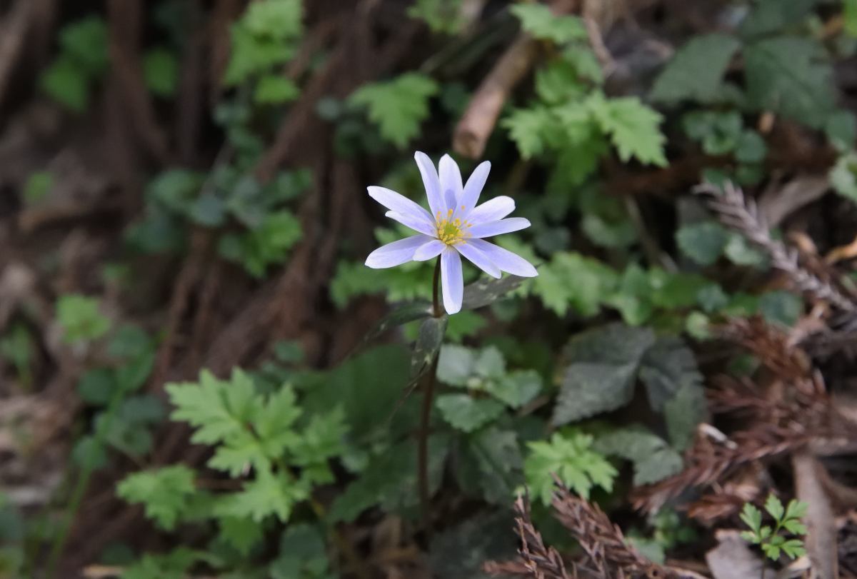 3月に出会えた花の続き: とりあえず鳥でも