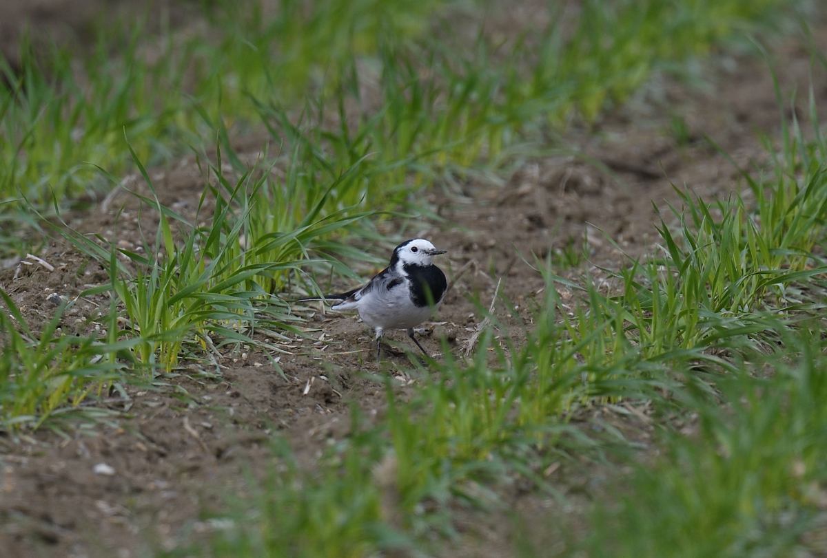 オオタカ、ハイタカ、ミソサザイ、ホオジロハクセキレイなど: とりあえず鳥でも