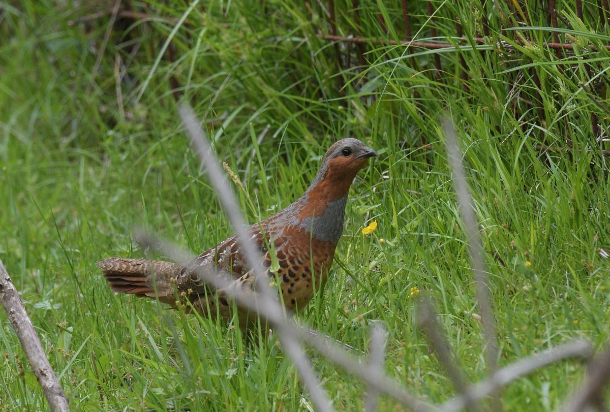 キビタキ、コサメビタキ、コジュケイ、オオアカゲラなど: とりあえず鳥でも