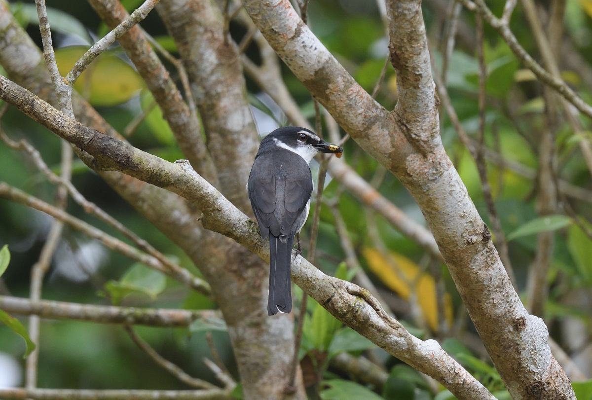 南の島でクロサギ？、シギ・チドリ類、リュウキュウサンショウクイなど: とりあえず鳥でも