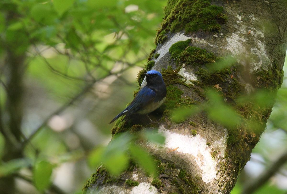 サンコウチョウ、ミソサザイ、キビタキ、アカゲラ、オオルリなど: とりあえず鳥でも