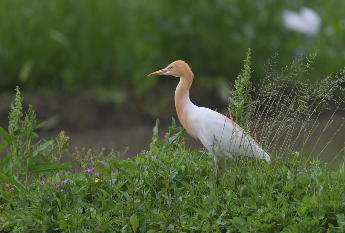 山のヒタキ・カラ類や田んぼのアマサギ、里山のサンコウチョウなど: とりあえず鳥でも