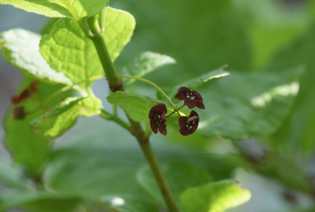 5月、北の大地遠征で出会えた生き物、植物など: とりあえず鳥でも