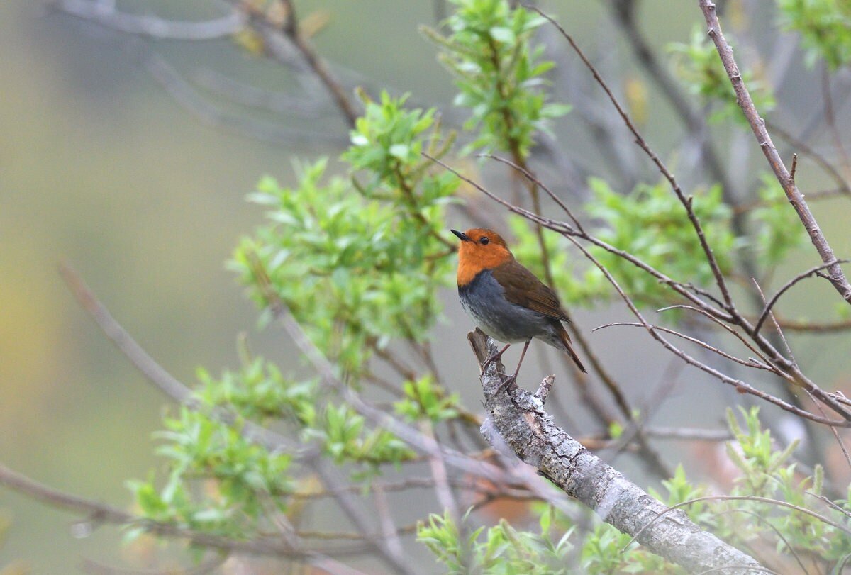 北の島でノゴマ、コマドリ、アリスイなど: とりあえず鳥でも