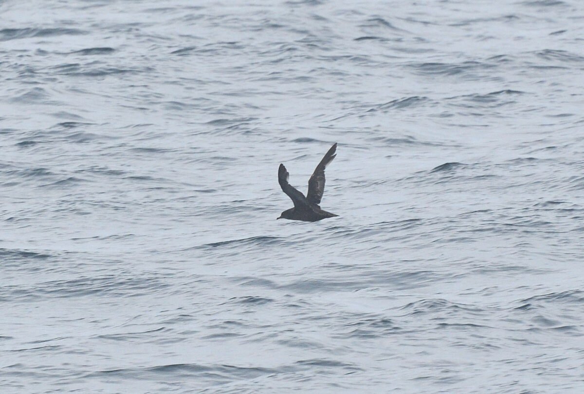 北の島でノゴマ、コマドリ、アリスイなど: とりあえず鳥でも