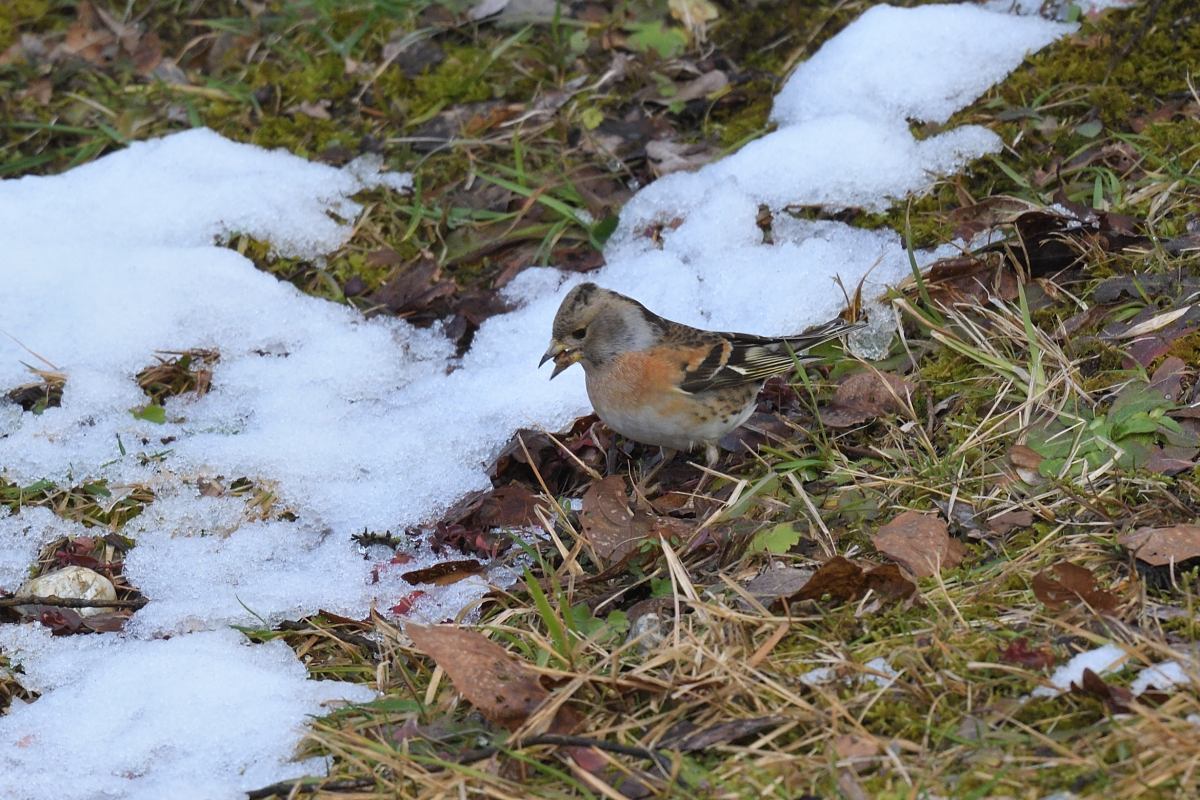 2月末の水辺や里山で: とりあえず鳥でも