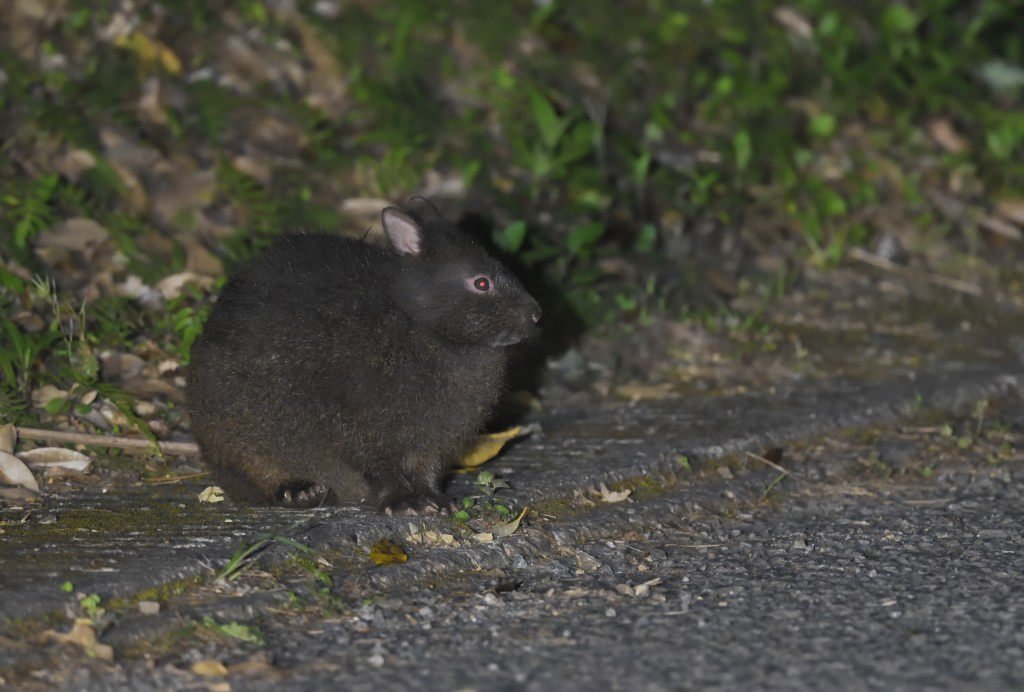 南の島の生き物、植物など: とりあえず鳥でも